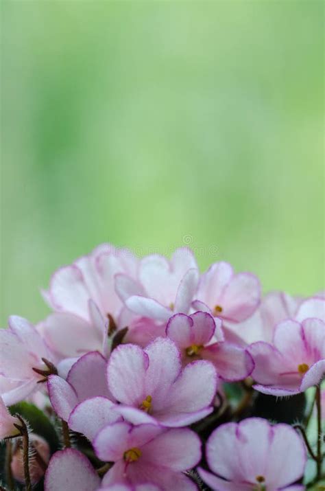 Цветя узамбарские фиалки обыкновенно известные как африканский фиолет Мини в горшке завод