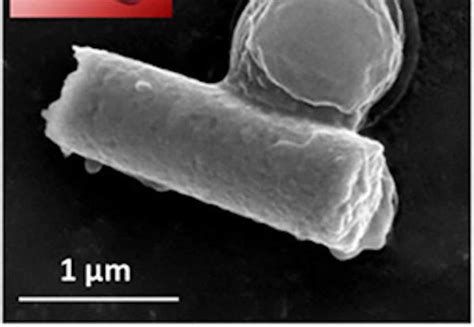 Científicos crean nanorobots que limpian la sangre