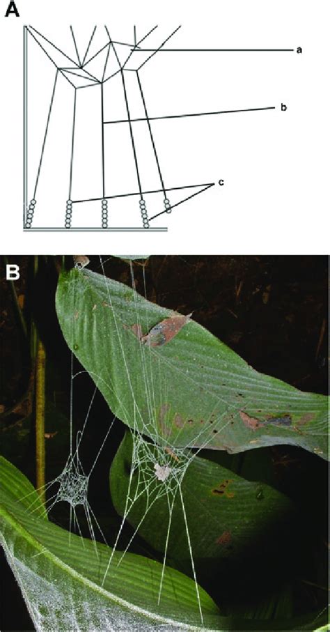 A Diagram Of A Cobweb Showing The Architectural Components The Download Scientific Diagram