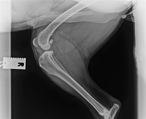 Cruciate Ligament Repairs In Dogs In Cats In Sydney Tplos Ttas And