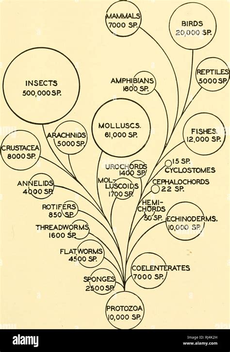 Phylogenetic Tree
