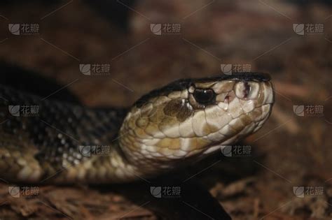 蛇 噬鱼蝮蛇 鳞目 颊窝毒蛇 蝰蛇 自然 褐色 野生动物 水平画幅 无人