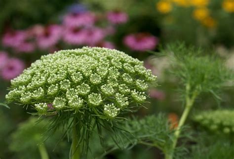 Ammi Majus Queen Annes Lace Kilmurry Nursery