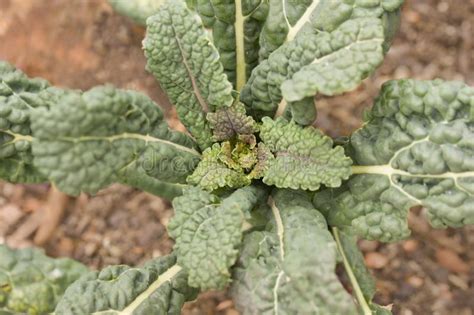 Closeup Of Kale Plant Brassica Oleracea Var Sabellica Nero Di Toscana