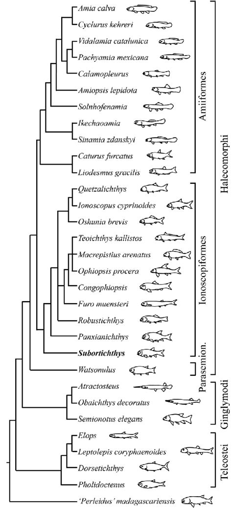 Strict Consensus Of Nine Most Parsimonious Trees Illustrating The Download Scientific Diagram
