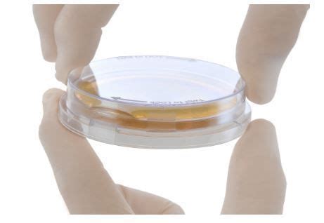 Hardy Diagnostics Prepared Media Tryptic Soy Agar TSA With Lecithin