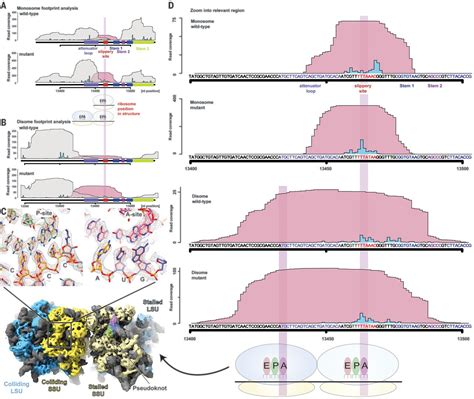 Structural Basis Of Ribosomal Frameshifting During Translation Of The