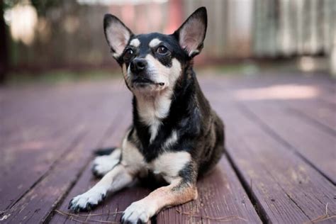 Meningitis In Dogs Great Pet Care