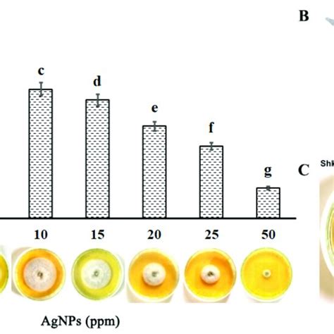 A The Antifungal Activity Of Green Synthesized Silver Nanoparticles