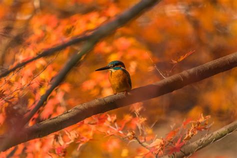 紅葉とカワセミ GANREF
