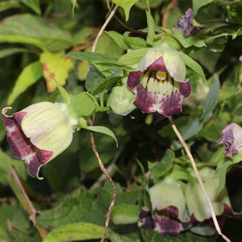 Deodeok Codonopsis Lanceolata Plant Care And How To Grow Water