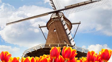 Windmills And Tulips In Amsterdam At Callum Winter Irving Blog