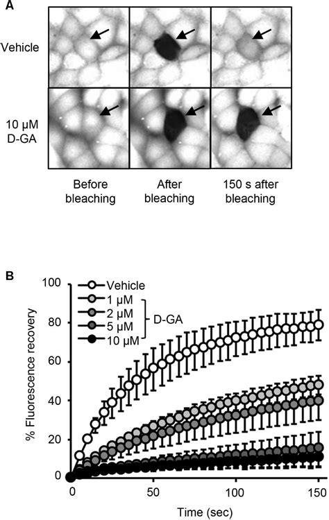 Frontiers Gambogic Acid And Its Analogs Inhibit Gap Junctional Intercellular Communication