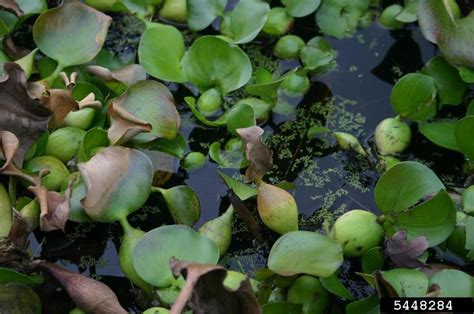 Water Hyacinth Ssisc