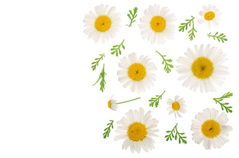 카모마일 또는 데이지와 텍스트 복사 공간에 격리 된 흰색 배경 단풍 최고의 볼 수 있습니다 평면 배치 구도에 대한 스톡 사진 및