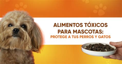 Alimentos Tóxicos Protege A Tus Perros Y Gatos Arena Para Mascotas