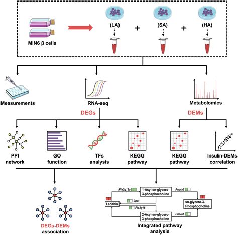 Integration Of Transcriptomics And Metabolomics Provides Metabolic And