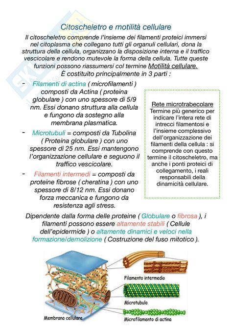 Citoscheletro Appunti Di Citologia
