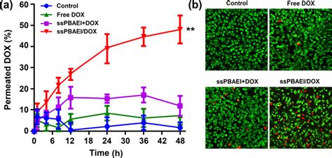 Penetration Ability Of Sspbaei Dox Nanoparticles Through The Bbb Model