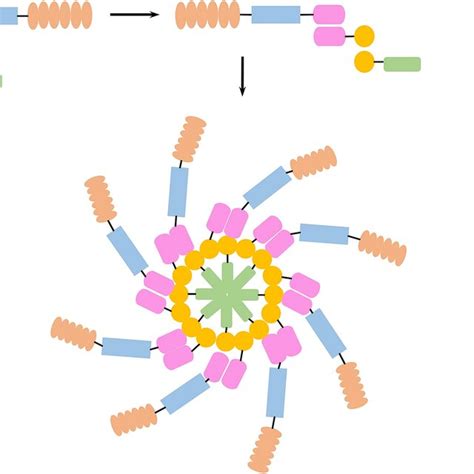 Priming And Activation Of The Nlrp3 Inflammasome Tlr Toll Like