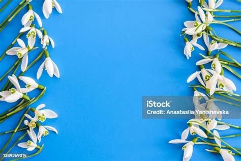 색상 배경에 눈방울 꽃플랫 평지 구성 텍스트 에 대한 공간을 복사합니다 스노우 드롭으로 만든 사각형 프레임 휴일 모의 갈란투스에 대한 스톡 사진 및 기타 이미지 Istock
