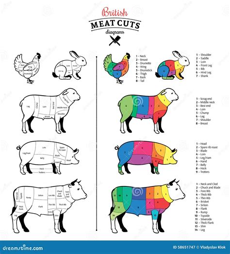 British Meat Cuts Diagrams Stock Vector Illustration Of Knife 58651747