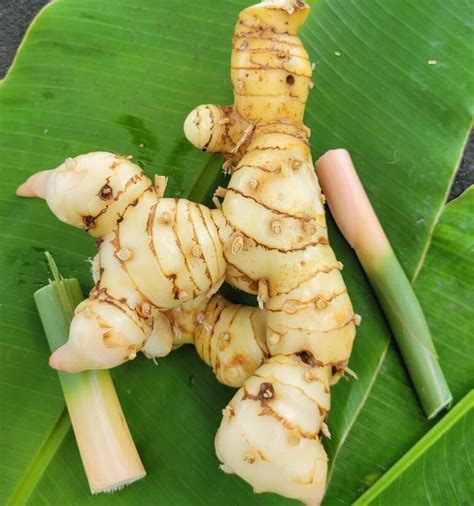 Yellow Ginger Root Ginger Root Powder 80g Foodcraft Online Store