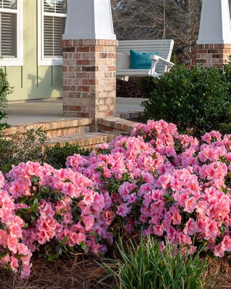 How Big Do Azalea Shrubs Get How To Plant An Azalea Shrub Artofit