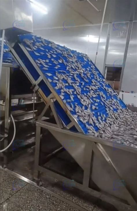 Automatic Fish Classify Machine With 12 Roller Automatic Fish