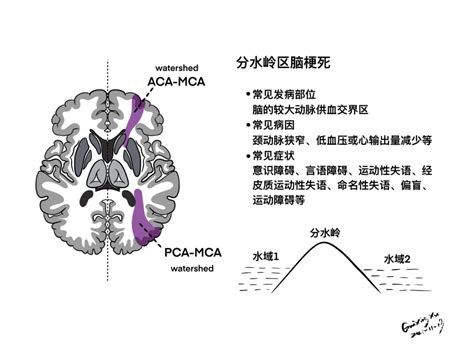 神经科医生手机必备图谱大全，赞！ 脑医汇