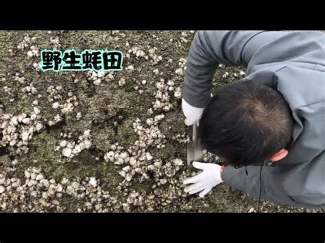 天寒地冻来赶海二哥发现大片野生蚝田成千上万只长在一块 YouTube