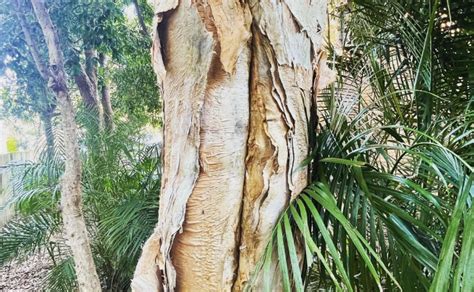 Bark Inclusion In Trees Understanding The Importance Of Addressing It