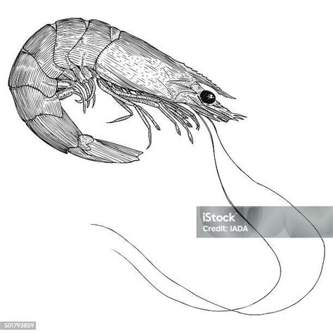 Ilustrasi Udang Yang Digambar Tangan Ilustrasi Stok Unduh Gambar