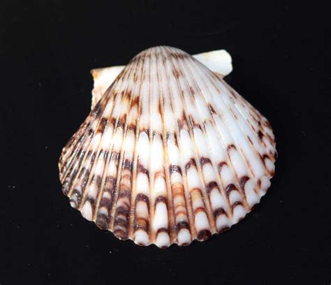Calico Scallop Shell Seashells Shells From Florida Great For Nautical