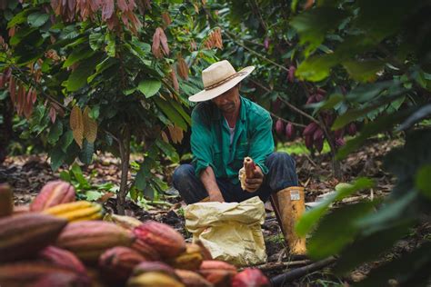 What is Fino de Aroma cocoa? — Pots & Co USA