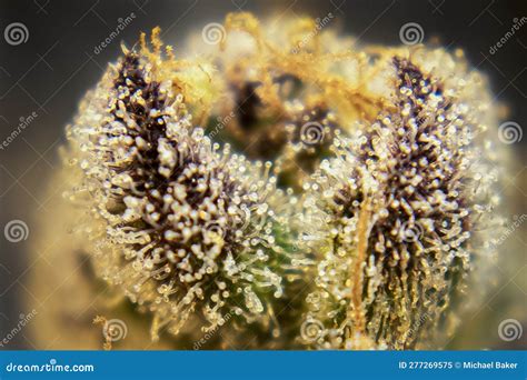 Macro Of The Many Cannabis Plant Trichomes Stock Image Image Of