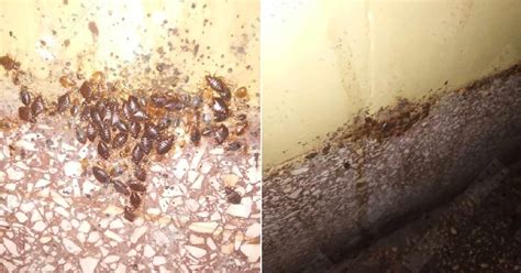 Plaga De Chinches Invade Hospital Psiquiátrico De Santiago De Cuba