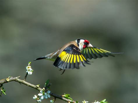 Do Goldfinches Migrate European Goldfinches Birdfact