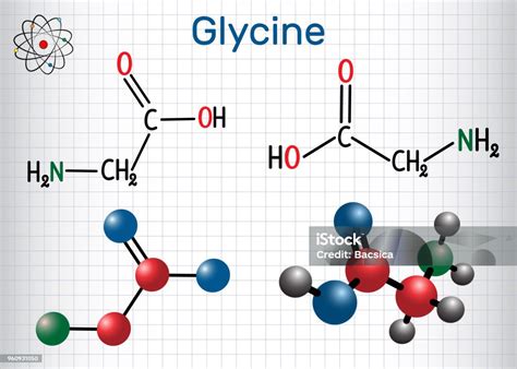 글리신 Gly 산 성 아미노산 이다 구조 화학 공식 및 분자 모델입니다 종이 한 장에 건강관리와 의술에 대한 스톡 벡터 아트 및 기타 이미지 Istock
