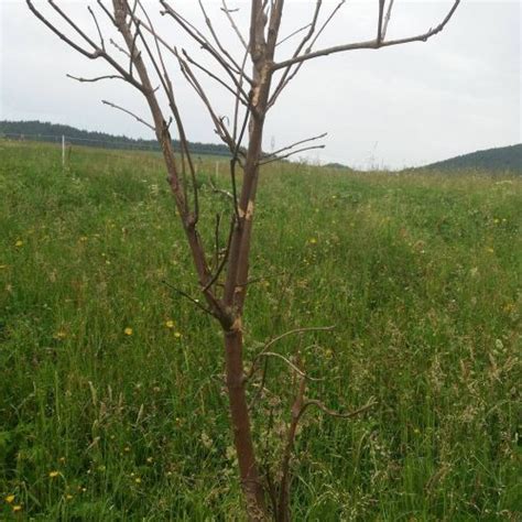 Hylesinus Varius Fraxini Ash Bark Beetle