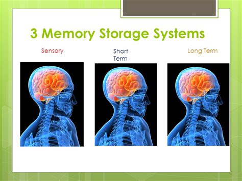 The Brain. 3 Memory Storage Systems Sensory Short Term Long Term. - ppt ...