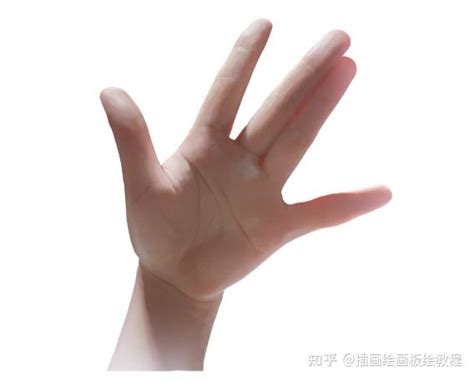 人物手掌怎么画？零基础新手都能学会的手掌画法 知乎