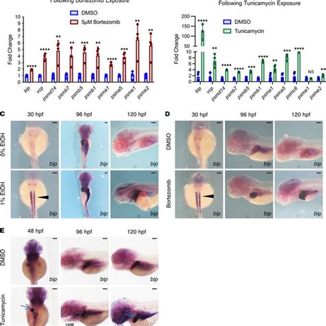 Disruptions To The Ubiquitin Proteasome System Trigger Proteasome