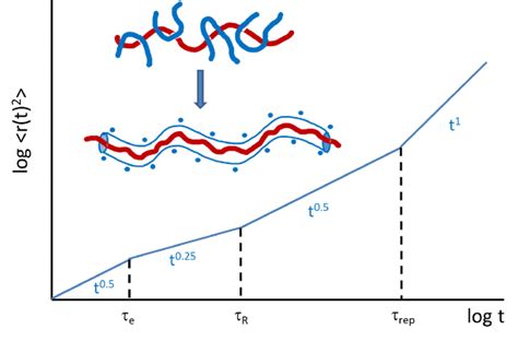 Dynamic Properties Of Entangled Polymer Chains According To The Download Scientific Diagram