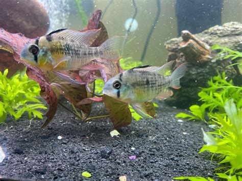 Sexing Bolivian Rams R Cichlid