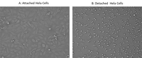Readiuse™ Cell Detaching Buffer 50 Ml Aat Bioquest Cell Culture