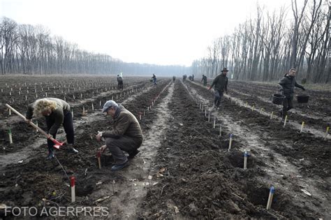 Regia Națională a Pădurilor Romsilva va planta circa 20 de milioane de