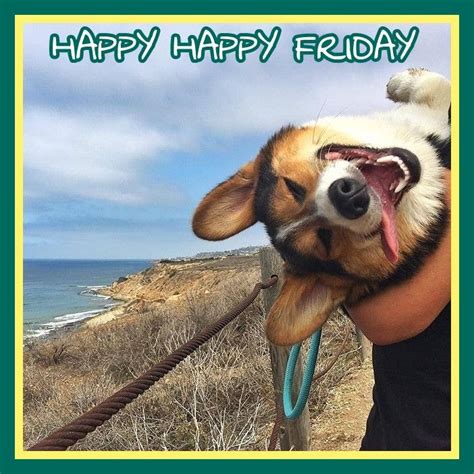 100 Happy Friday Ideas Funny Animals Cute Animals Animal Pictures