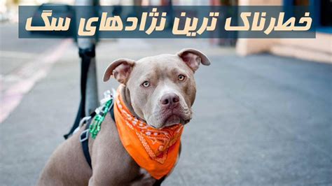 خطرناک ترین نژادهای سگ دردنیا Youtube