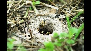 Ground Yellow Jackets